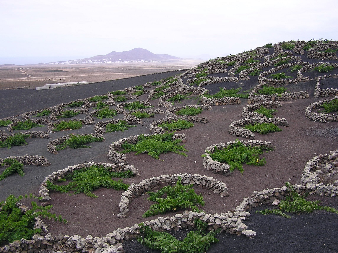 La Geria Vi edos De Lanzarote La Geria Vi edos De Lanzarote